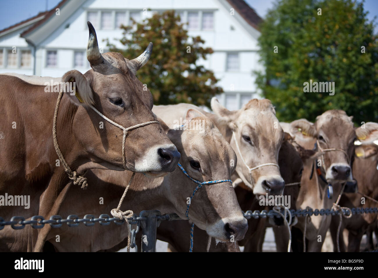 Cows lined up at Autumn cattle show in Appenzell - Switzerland Stock ...