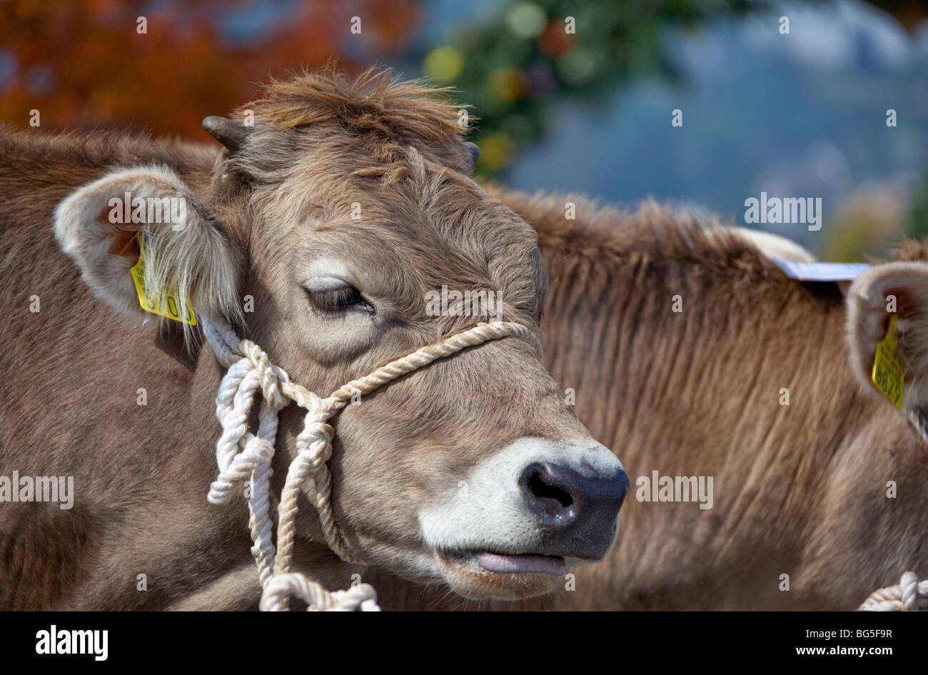 Switzerland cow tradition farm hi-res stock photography and images - Alamy