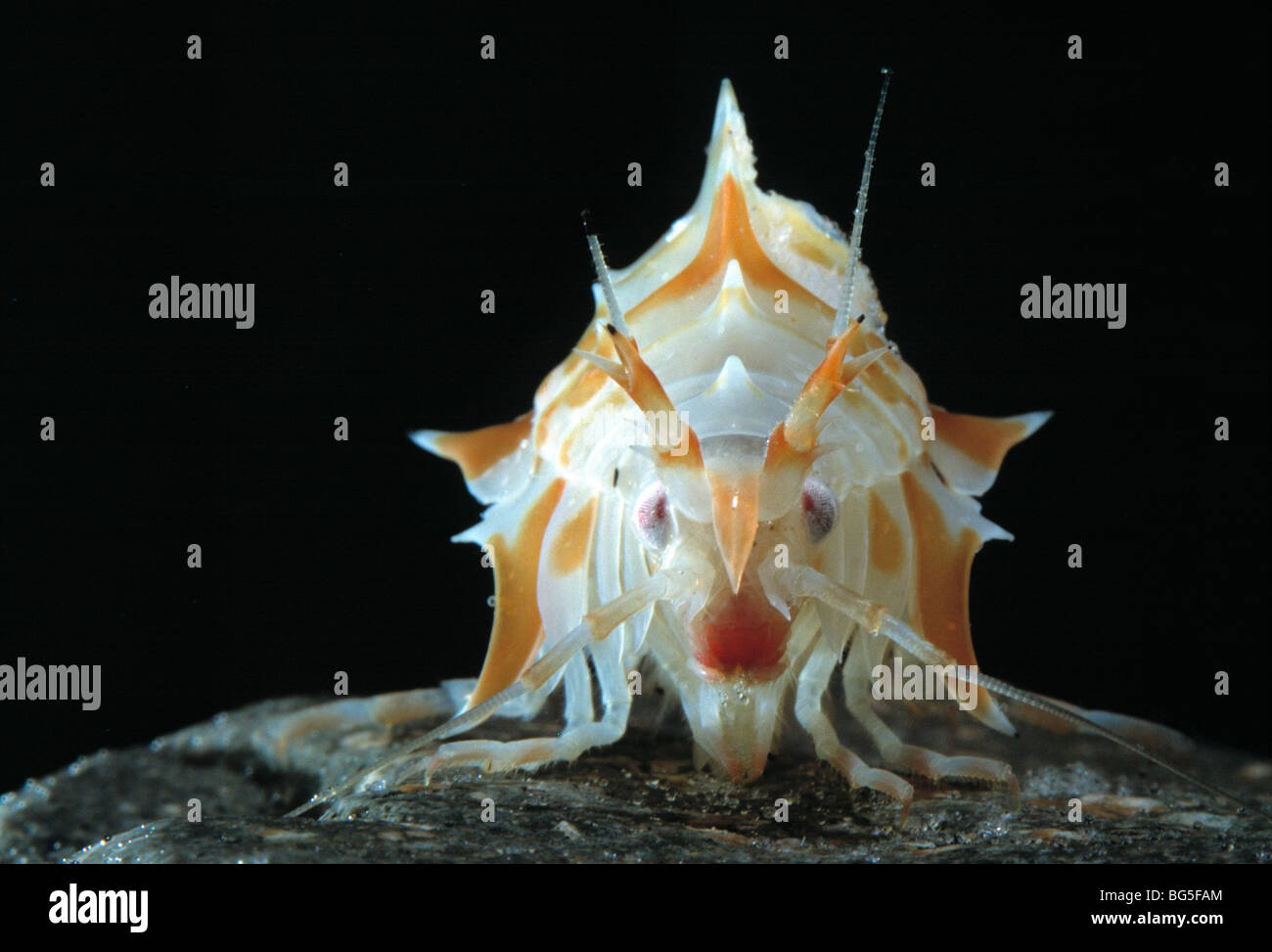 epimeria, epimeria macrodonta Stock Photo - Alamy