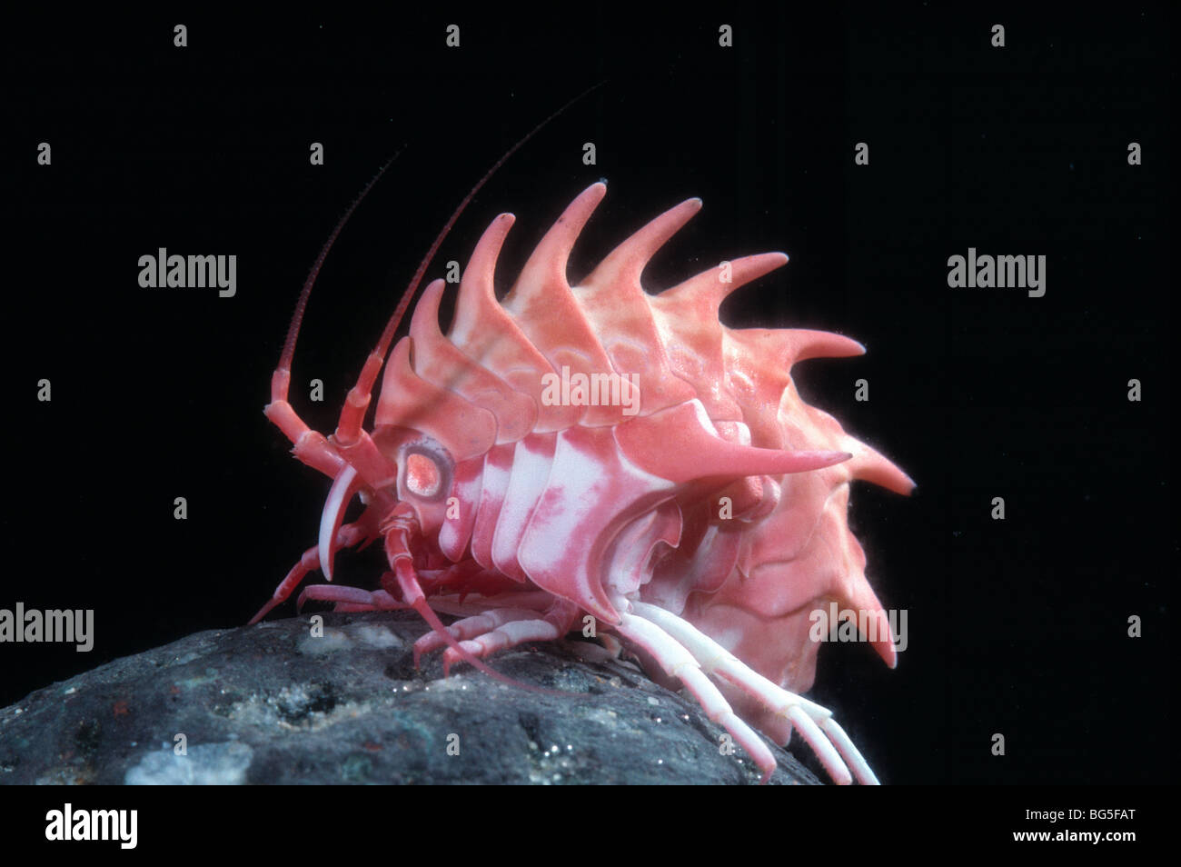 epimeria, epimeria rubriques Stock Photo - Alamy