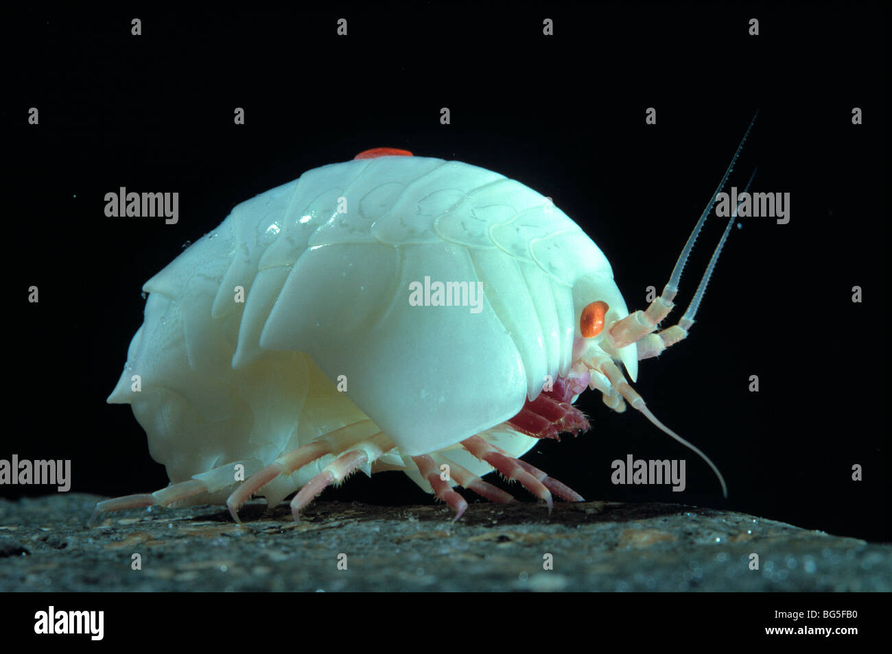 epimeria, epimeria robusta Stock Photo - Alamy