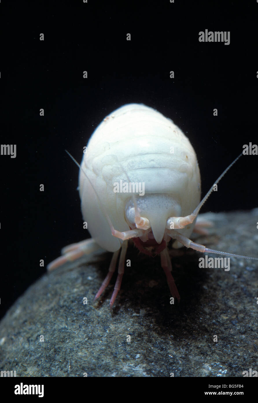 epimeria, epimeria robusta Stock Photo - Alamy