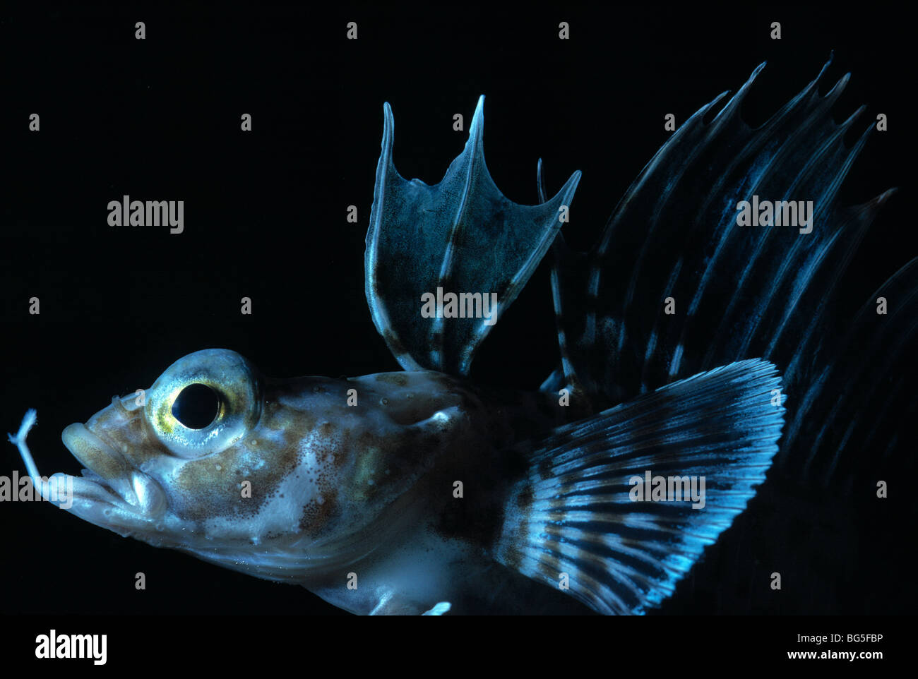 sailfin plunderfish, histiodraco velifer Stock Photo - Alamy