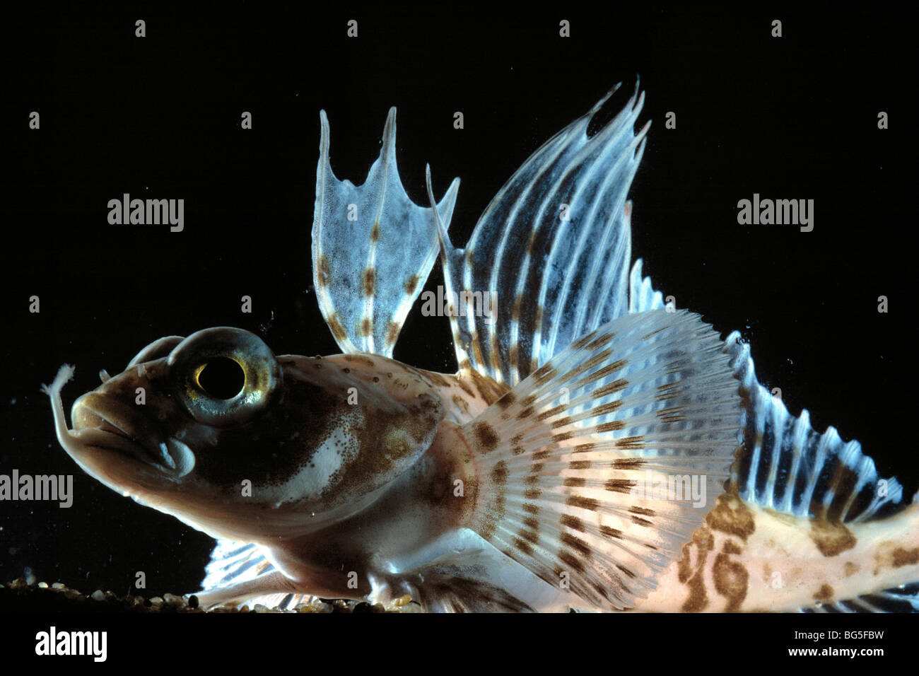 sailfin plunderfish, histiodraco velifer Stock Photo - Alamy