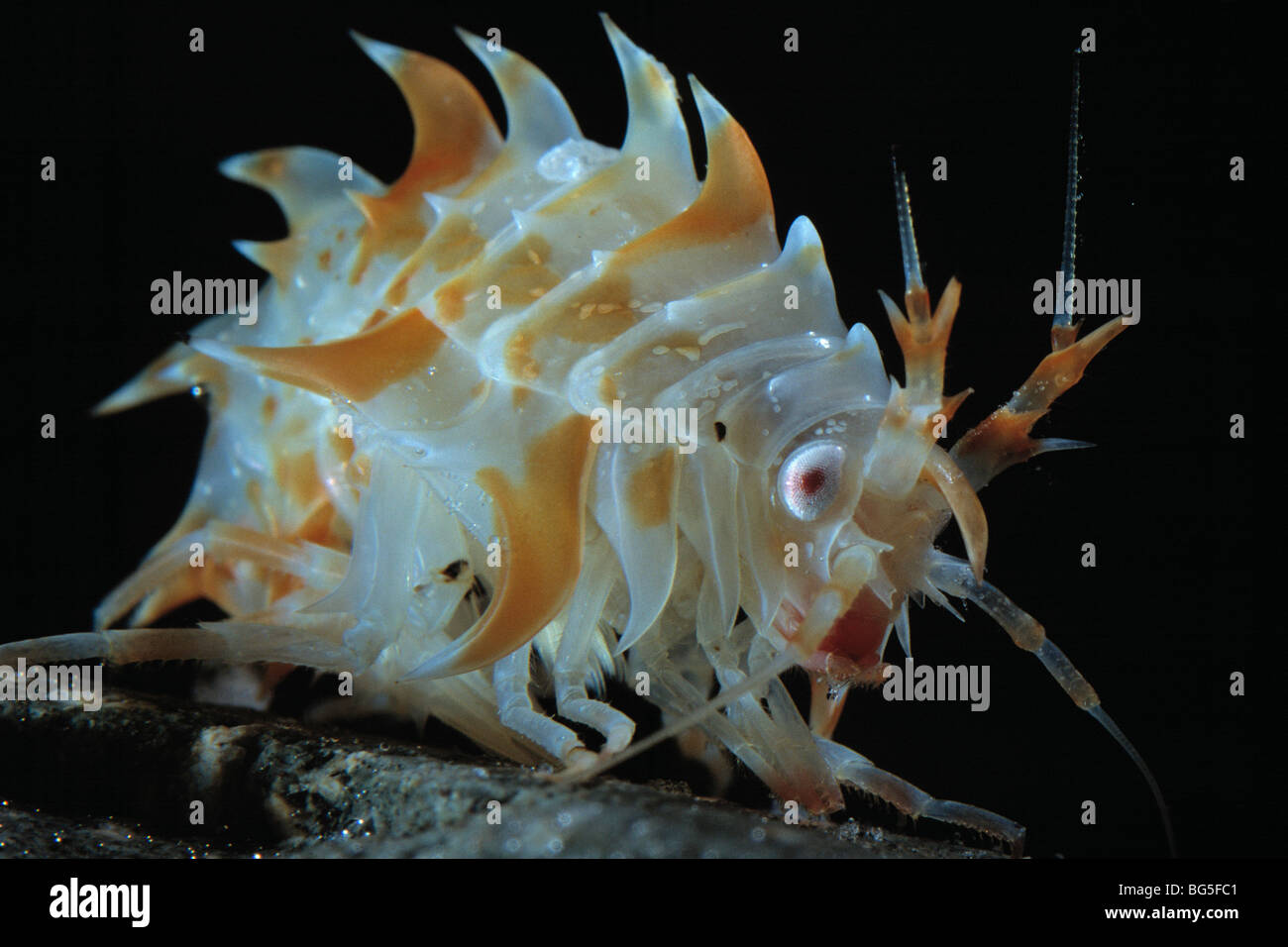 Epimeria High Resolution Stock Photography and Images - Alamy