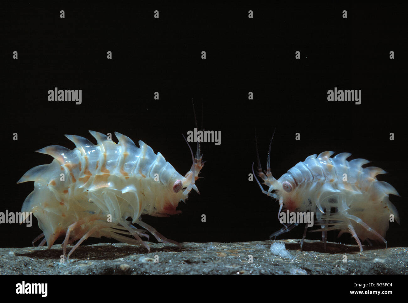 Epimeria High Resolution Stock Photography and Images - Alamy