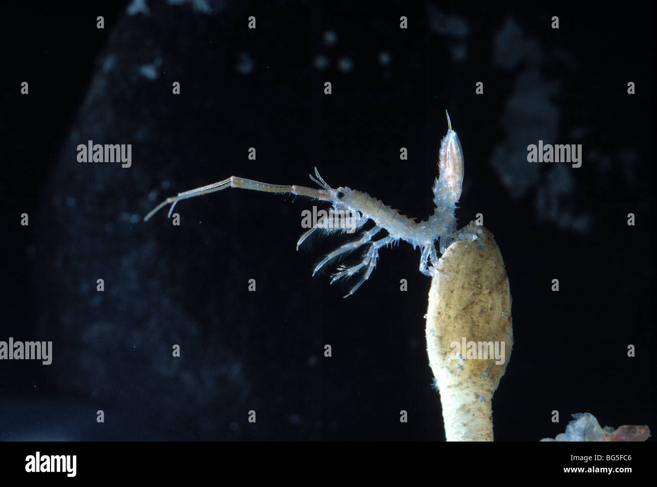 isopoda, antarcturus spec Stock Photo - Alamy