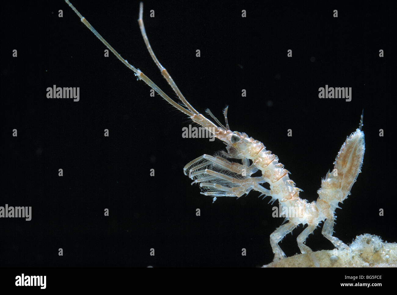 isopoda, antarcturus spec Stock Photo - Alamy