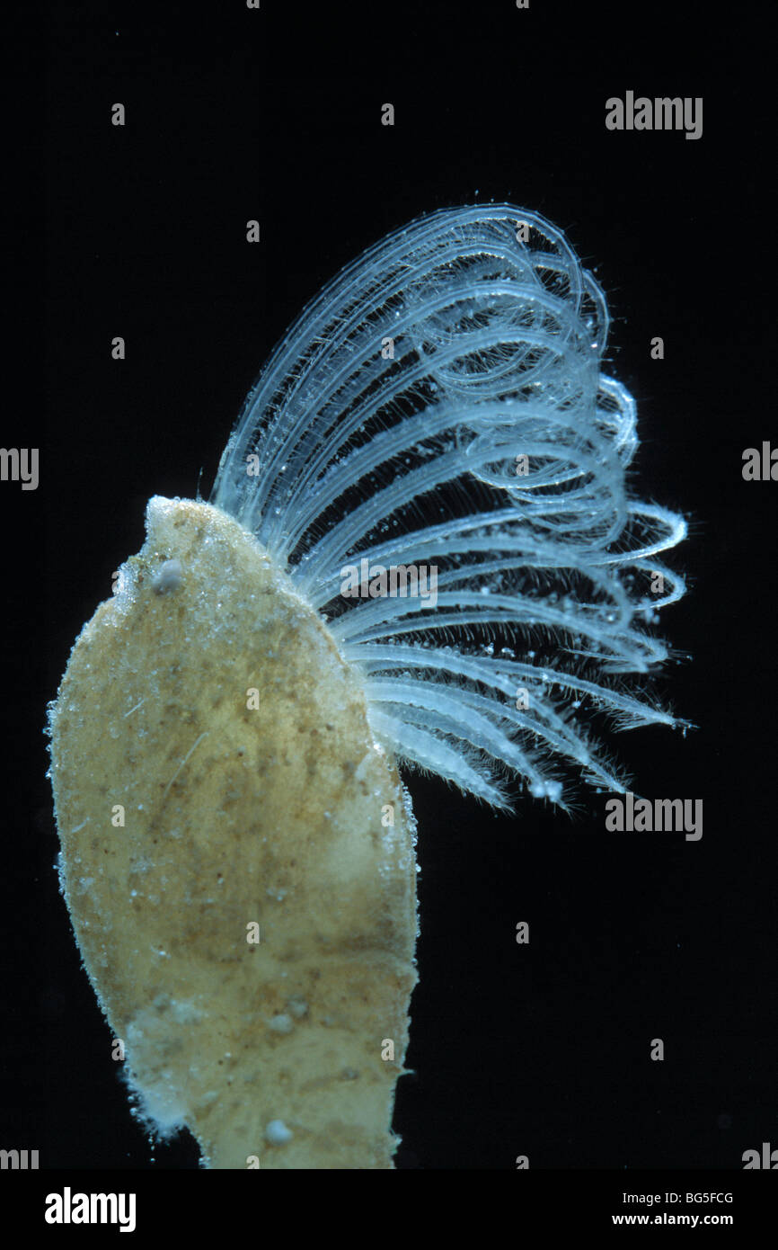 Lepas hi-res stock photography and images - Alamy