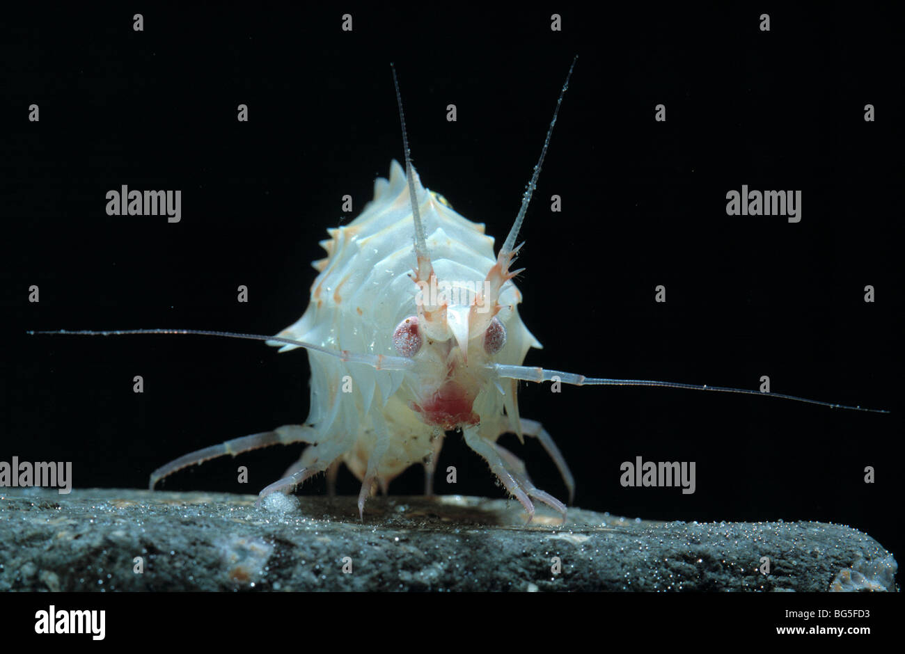 epimeria, epimeria macrodonta Stock Photo - Alamy