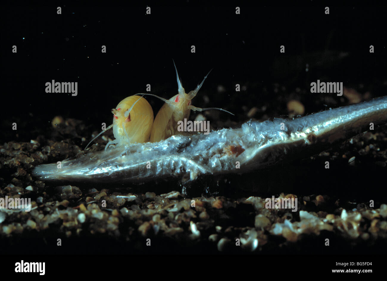 amphipoda, aega spec Stock Photo - Alamy