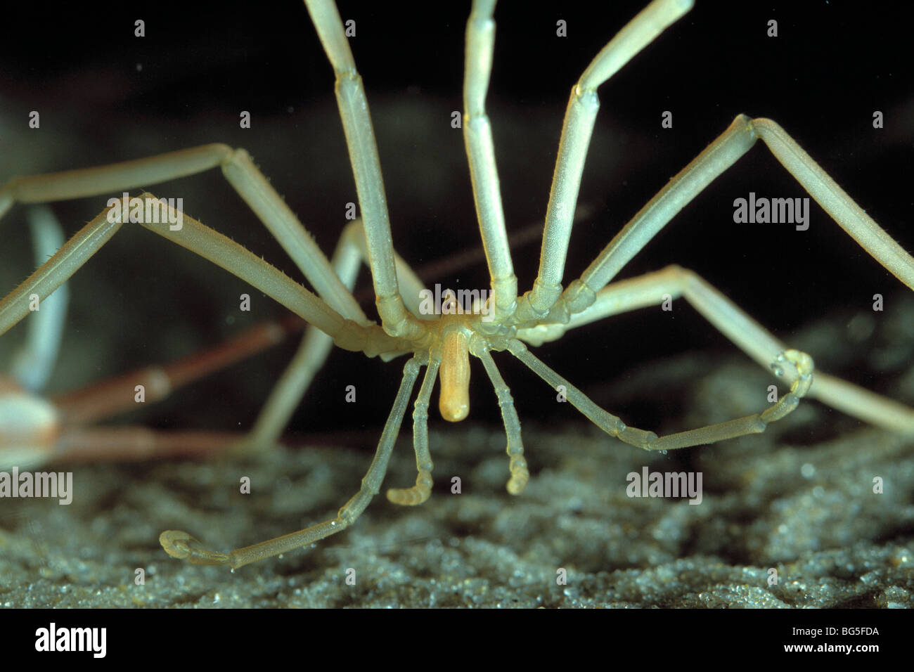 sea spider, spider, pantopoda spec Stock Photo - Alamy