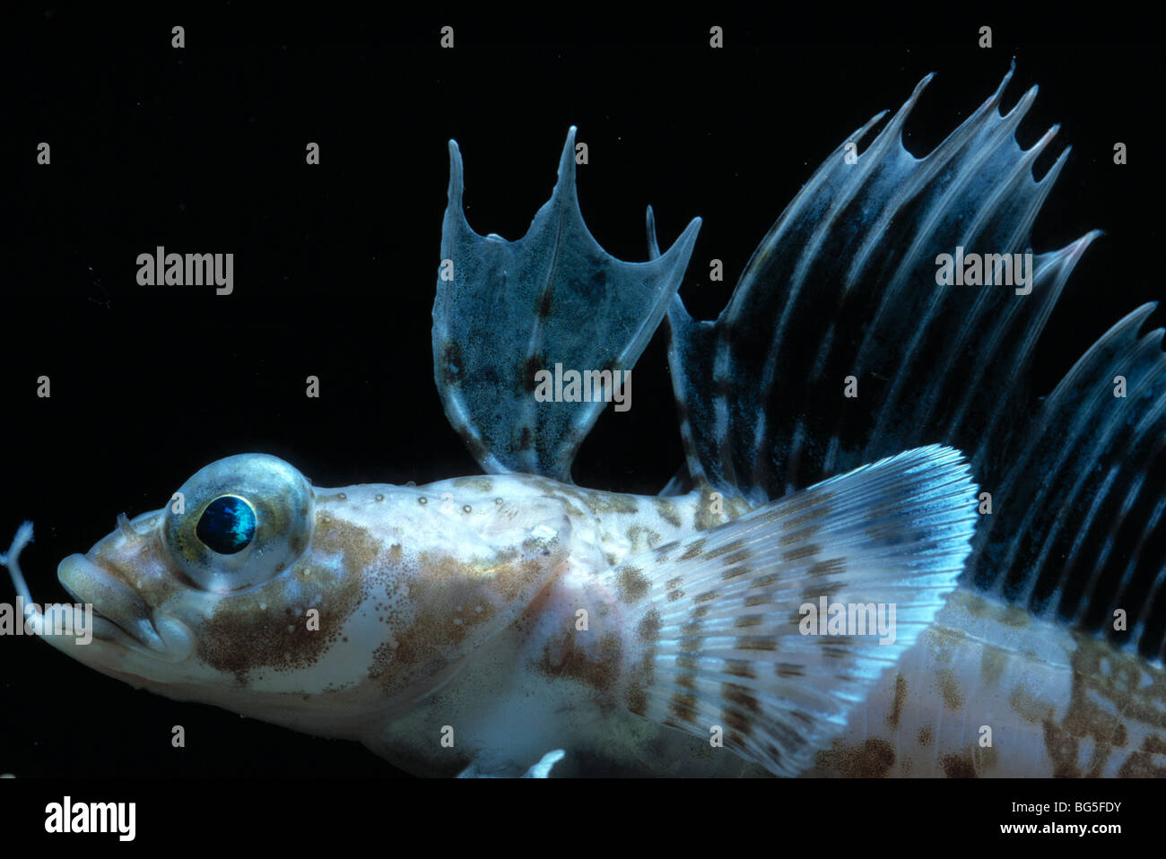 sailfin plunderfish, histiodraco velifer Stock Photo - Alamy