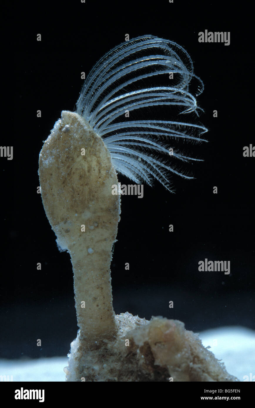 Lepas hi-res stock photography and images - Alamy