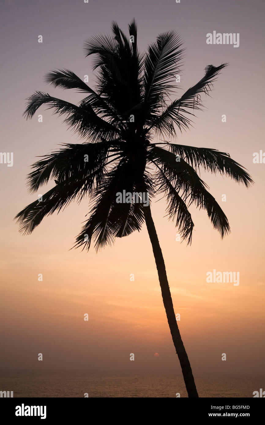 A palm tree stands silhouetted as the sun sets in the Arabian Sea. The ...