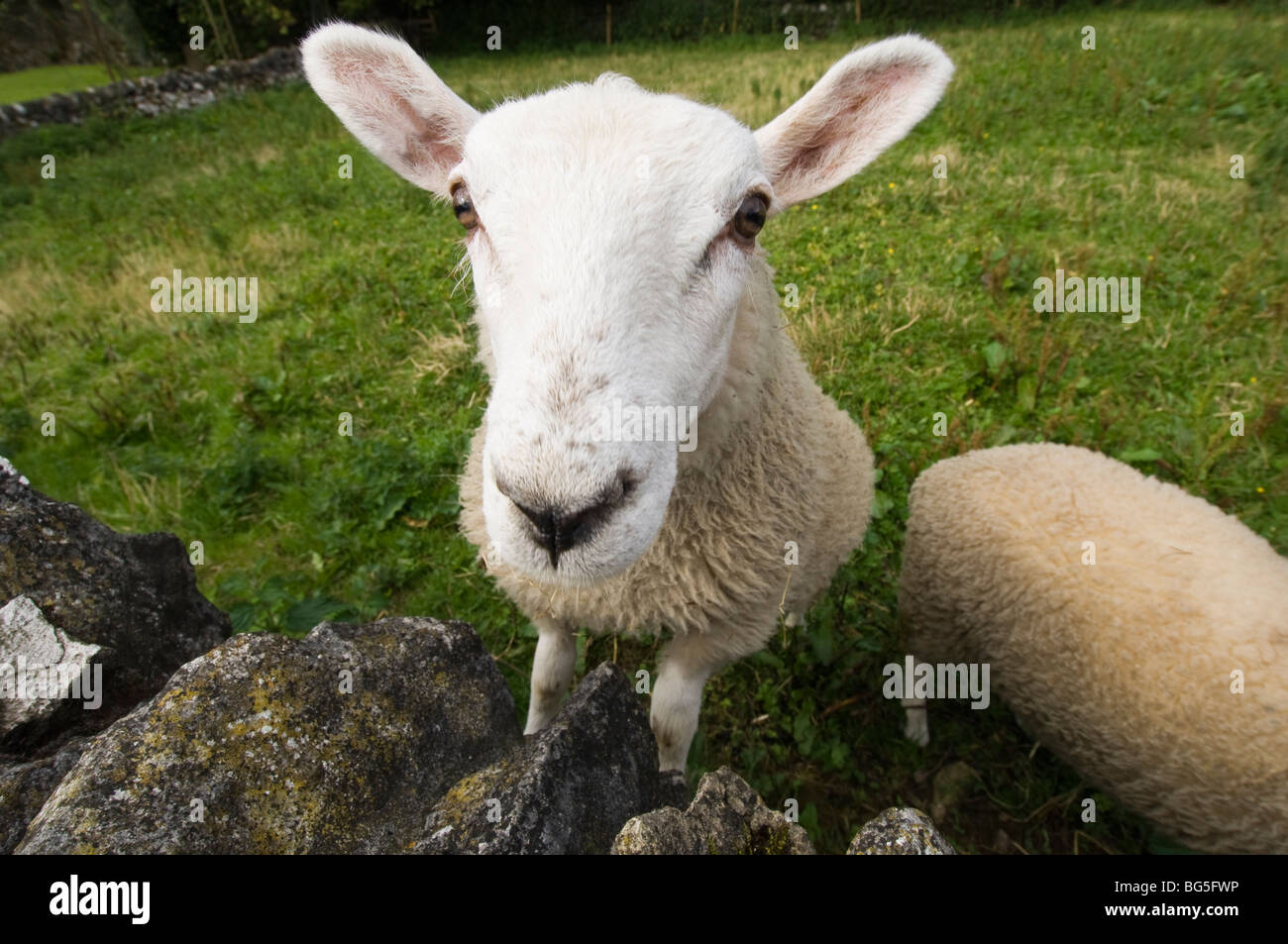 Watch the lamb hi-res stock photography and images - Alamy
