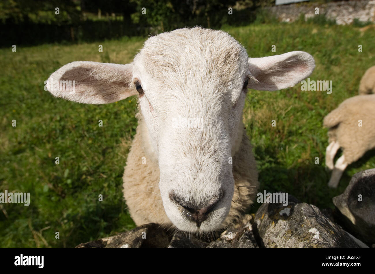 Close-up of lambs head Stock Photo - Alamy