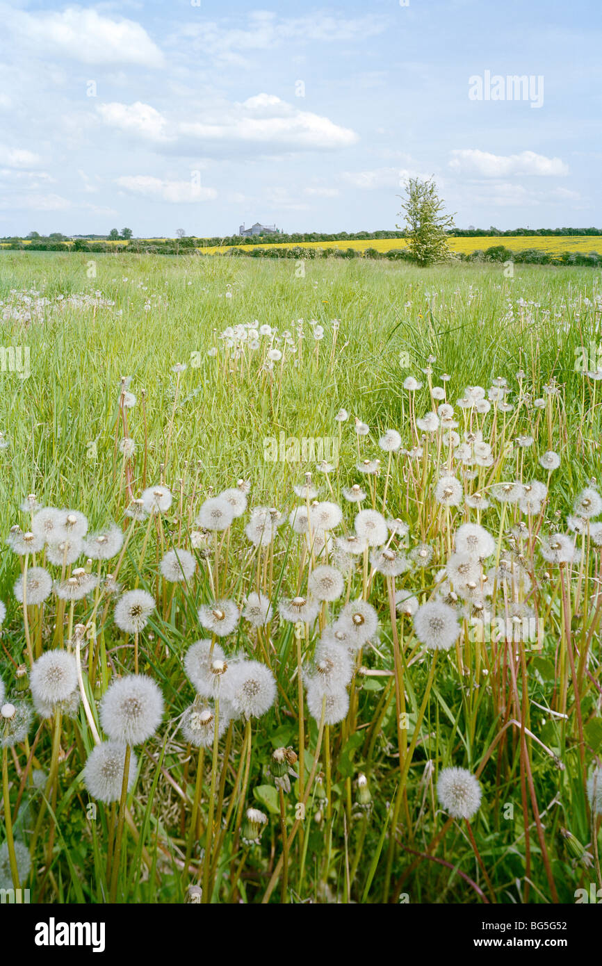 Dandelion seed heads in Cambridgeshire field Stock Photo - Alamy