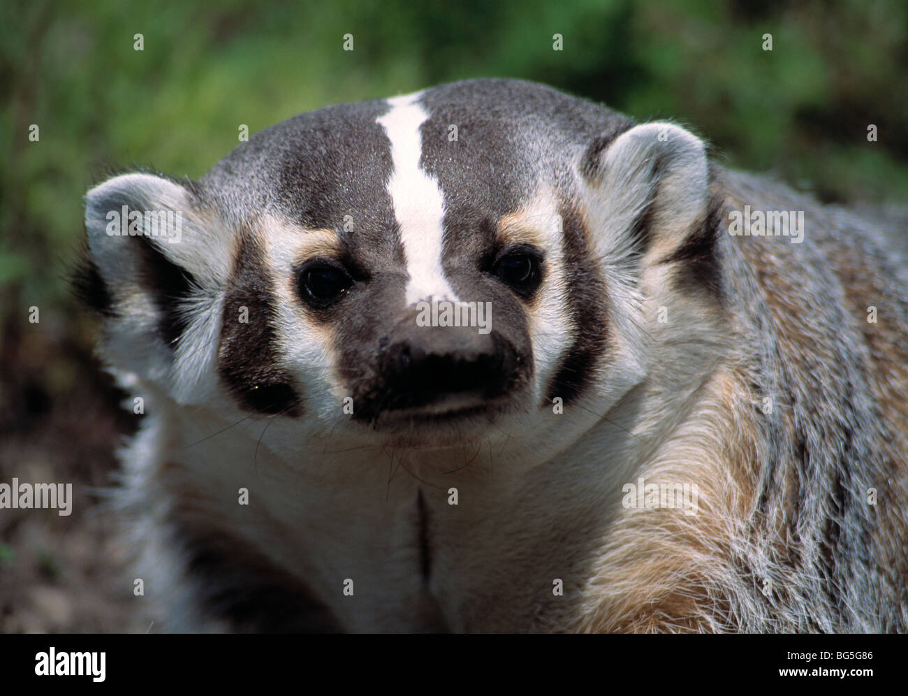 american badger, north american badger , taxidea taxus Stock Photo - Alamy