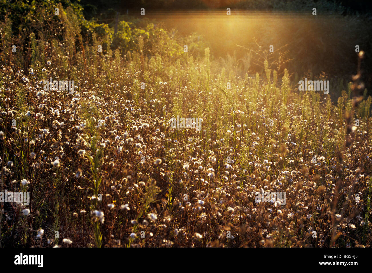 golden plants in fall season, beautiful moon and blue sky in background ...