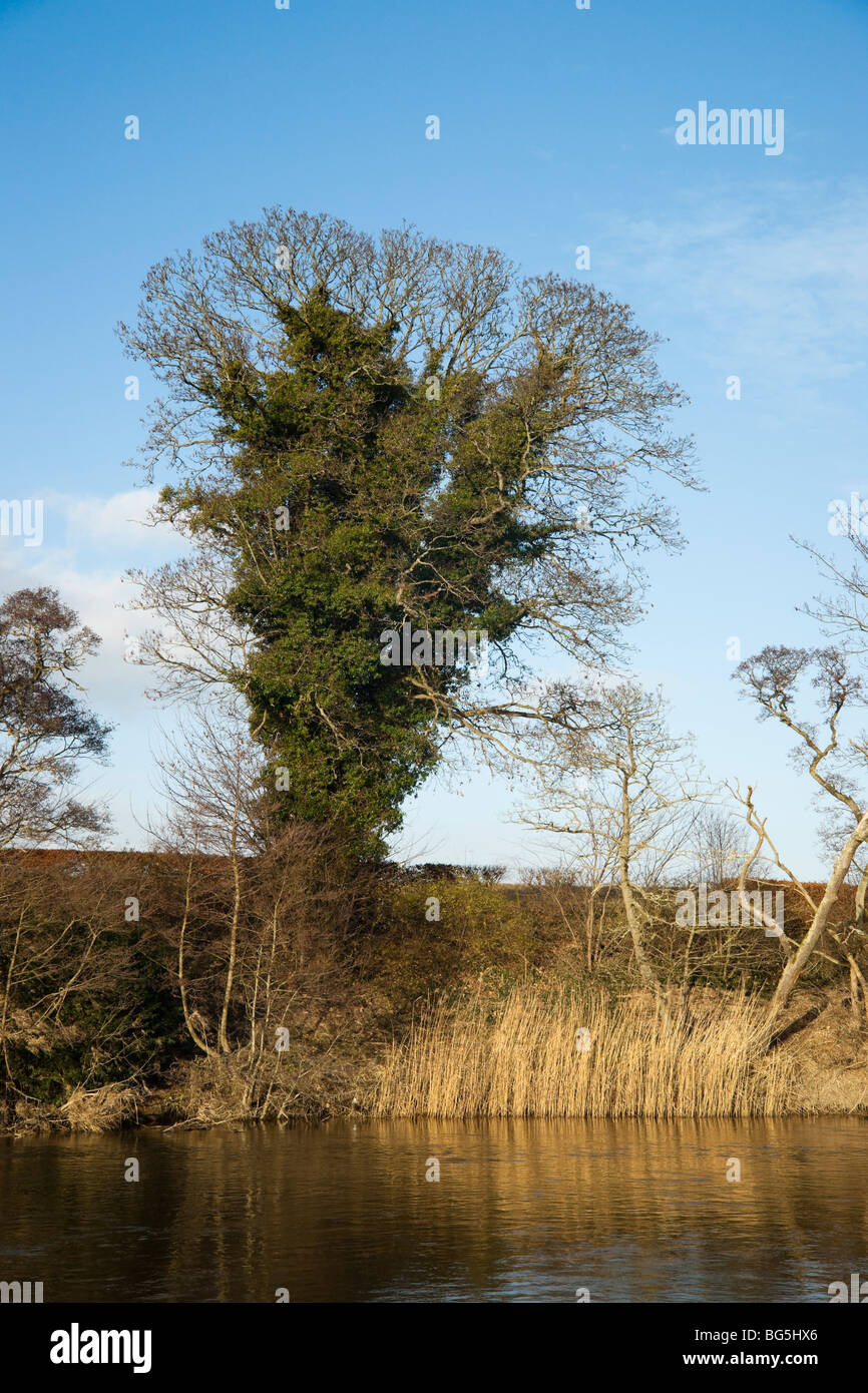 River teviot scotland borders hi-res stock photography and images - Alamy