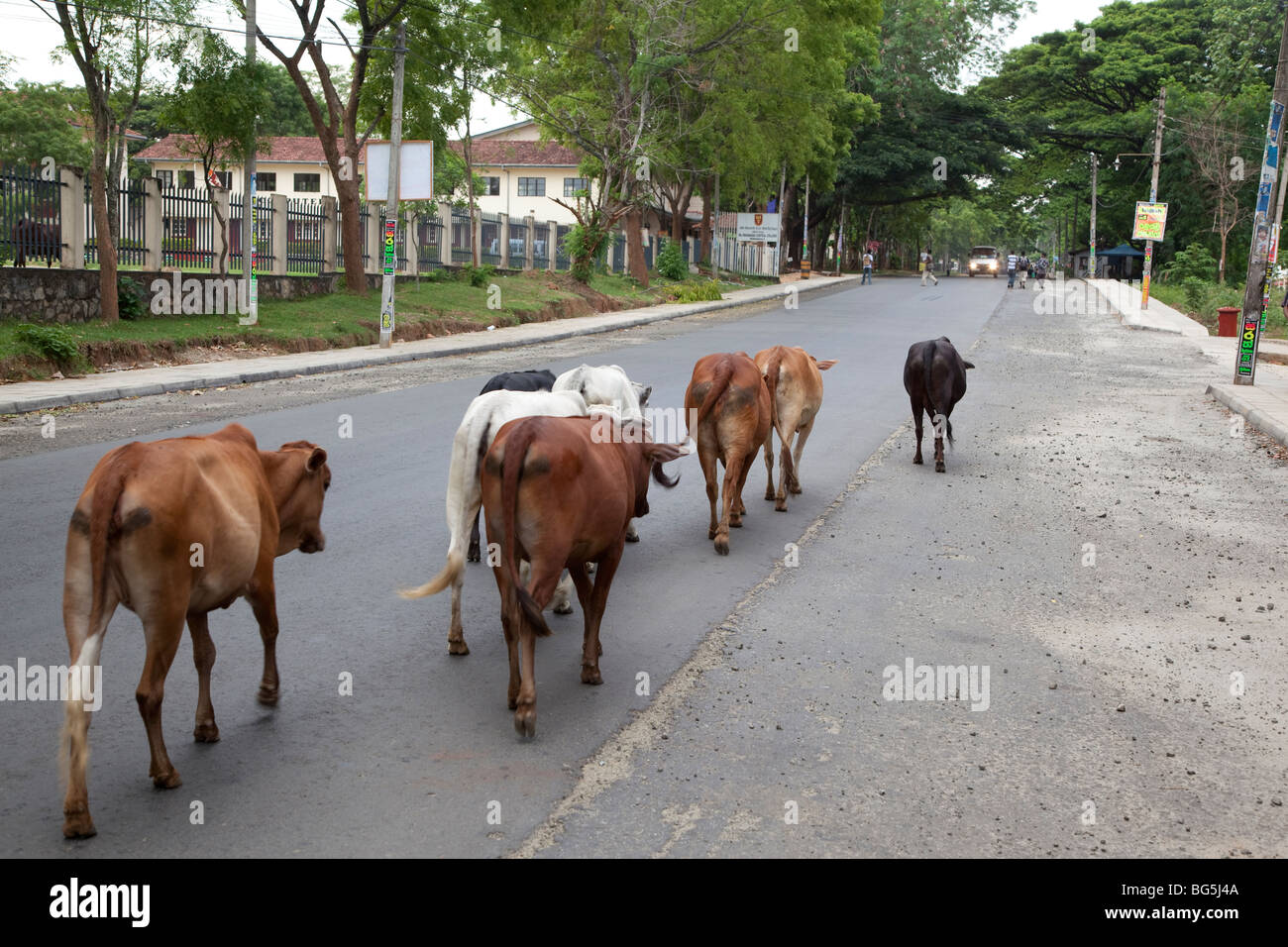 Cows in the road in a small rural town in Eastern Sri Lanka Stock Photo ...