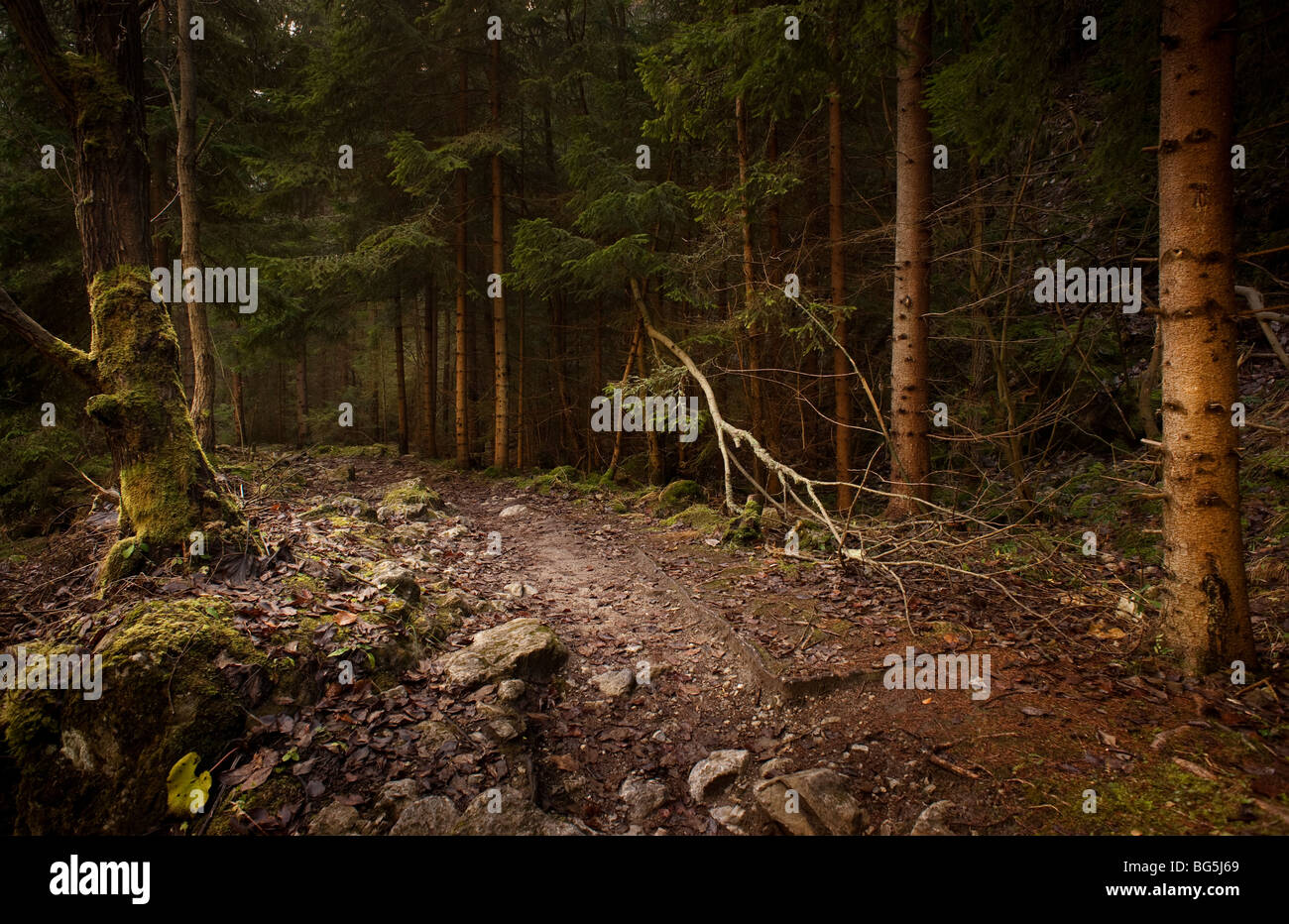 Moss on trees in old forest in Prosiecka dolina, Liptov, Slovakia Stock ...