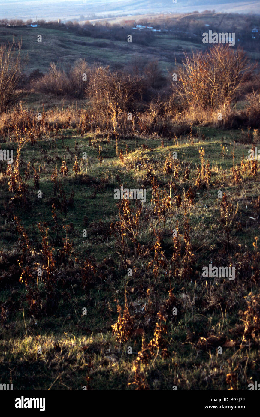 Vegetation europe hi-res stock photography and images - Alamy