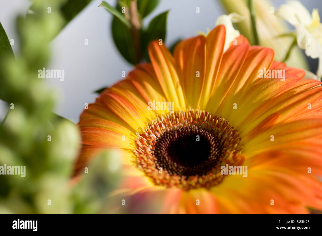 Closeup of a yellow orange daisy, from a flower arrangement Stock Photo ...