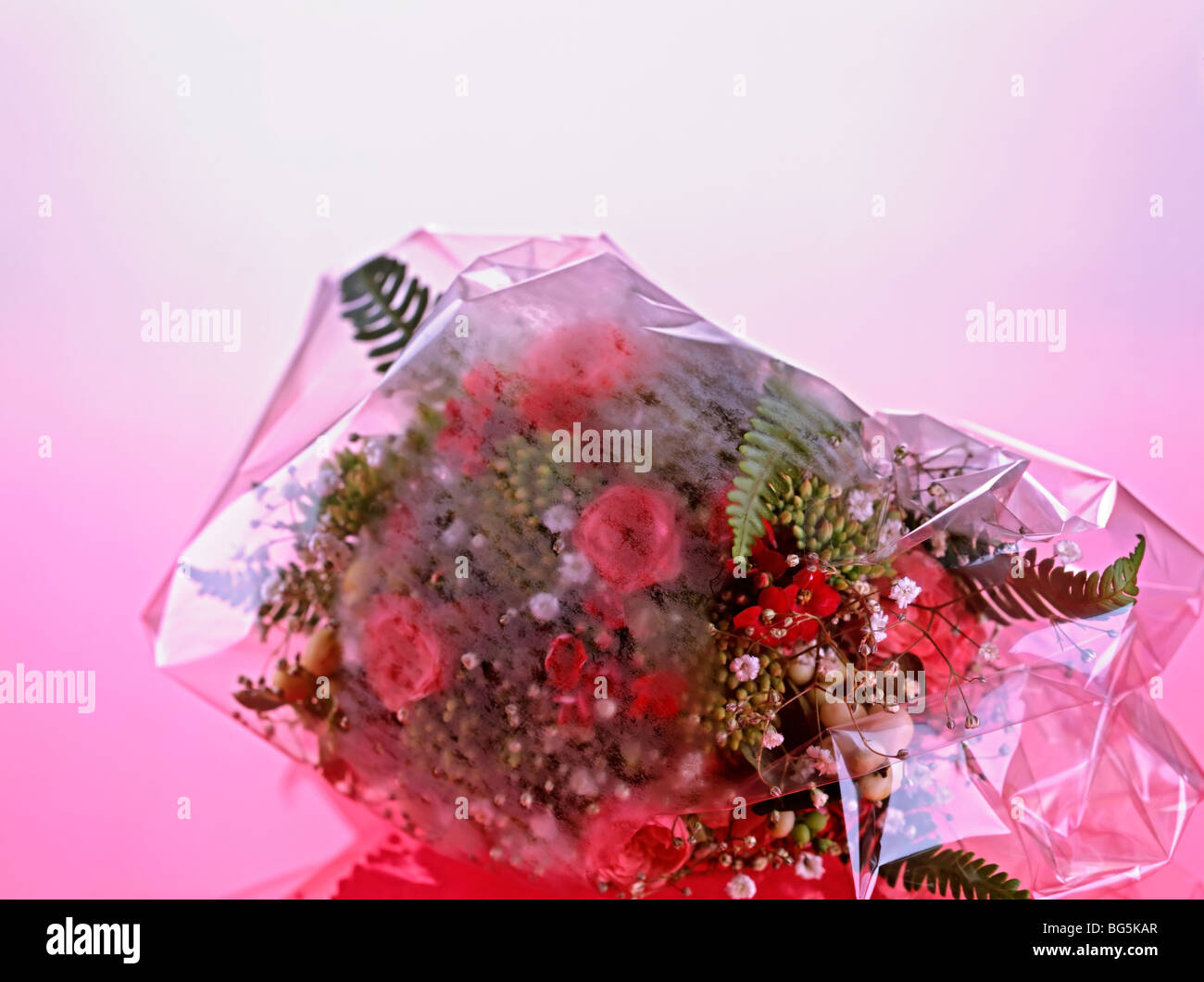 Flowers Wrapped In Cellophane High Resolution Stock Photography and ...