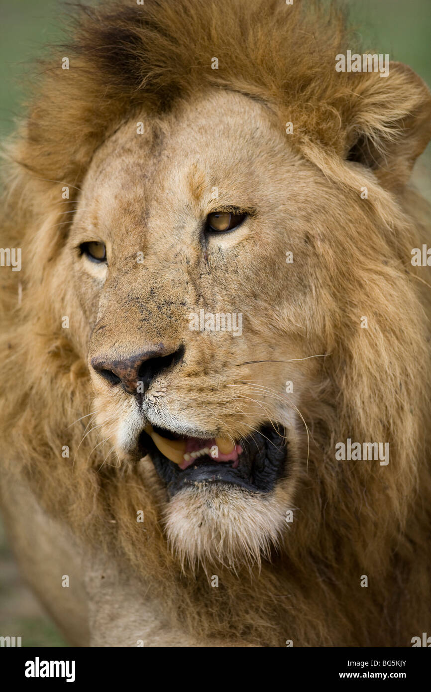 Roaring Lion Portrait High Resolution Stock Photography and Images - Alamy