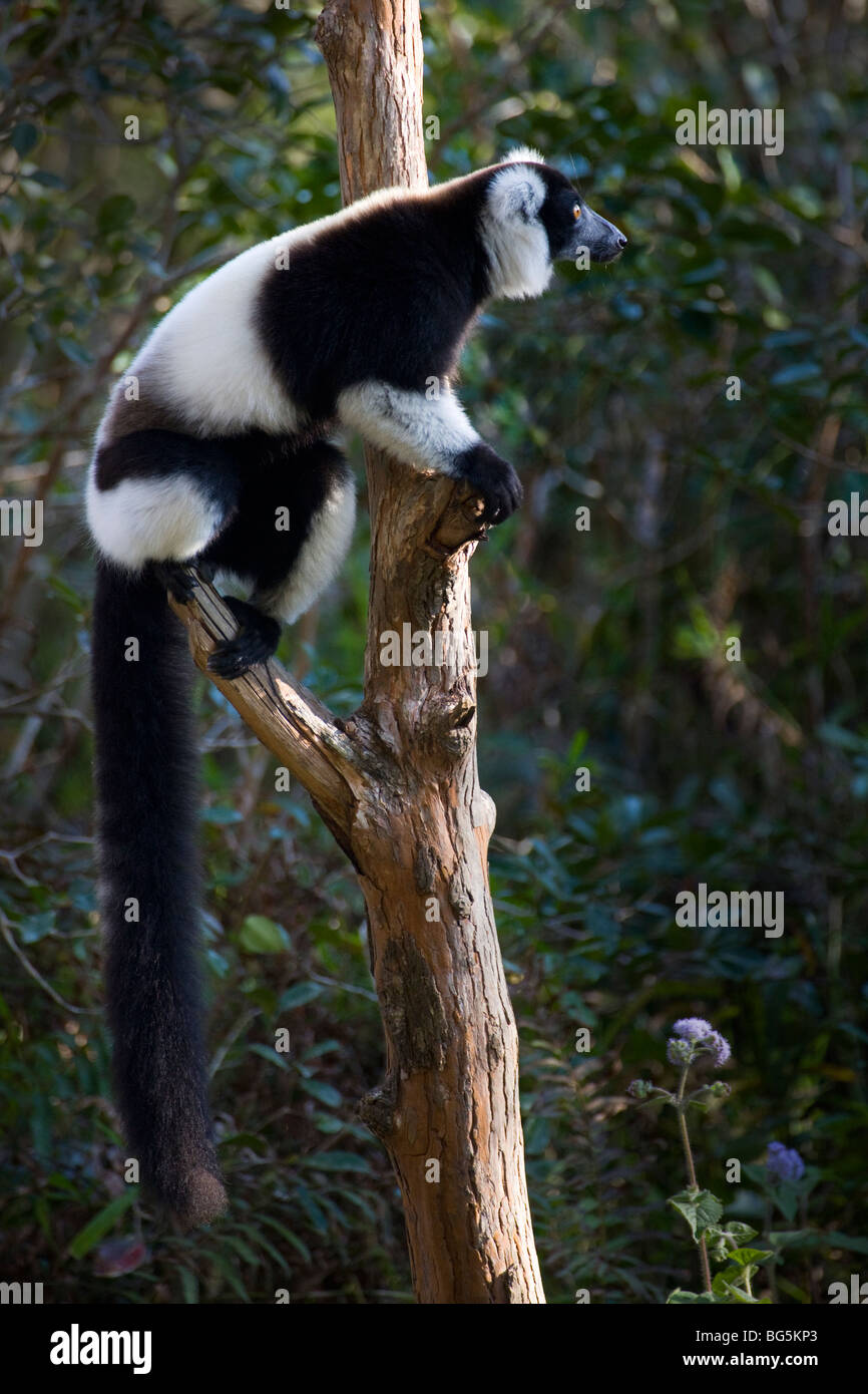 Black-and-white Ruffed Lemur, Madagascar Stock Photo - Alamy