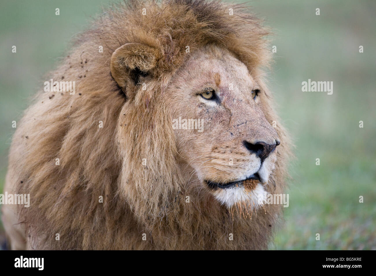 Headshot of Male Lion Panthera Leo with full mane scouring the plains ...