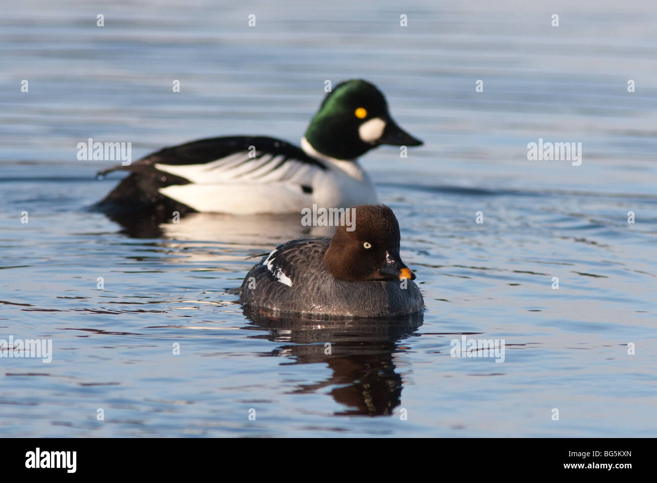 Common goldeneye female hi-res stock photography and images - Alamy