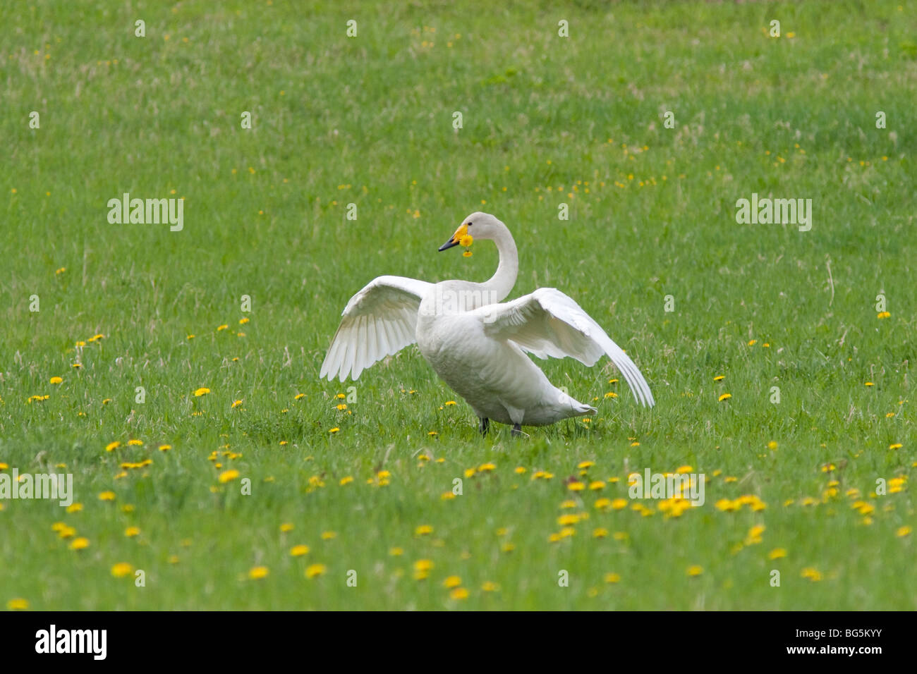 Whooper swan in grass Stock Photo - Alamy