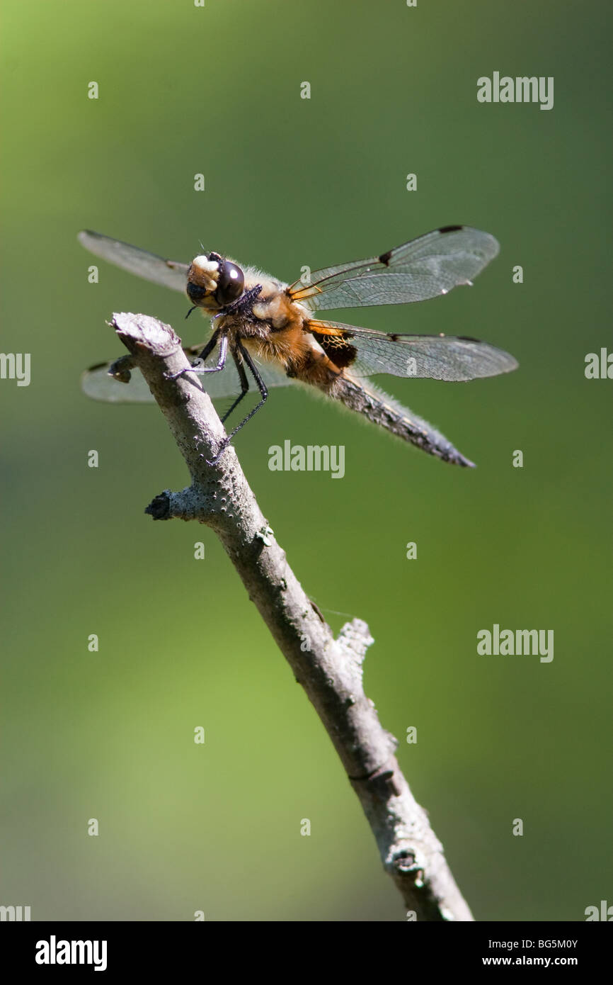 Dragon stick insect hi-res stock photography and images - Alamy