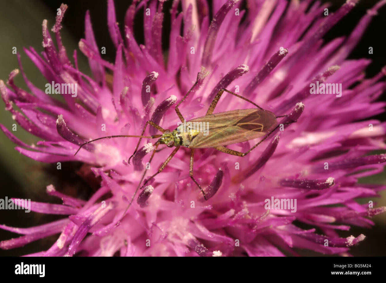 Knapweed bug (Oncotylus viridiflavus : Miridae) feeding on its ...
