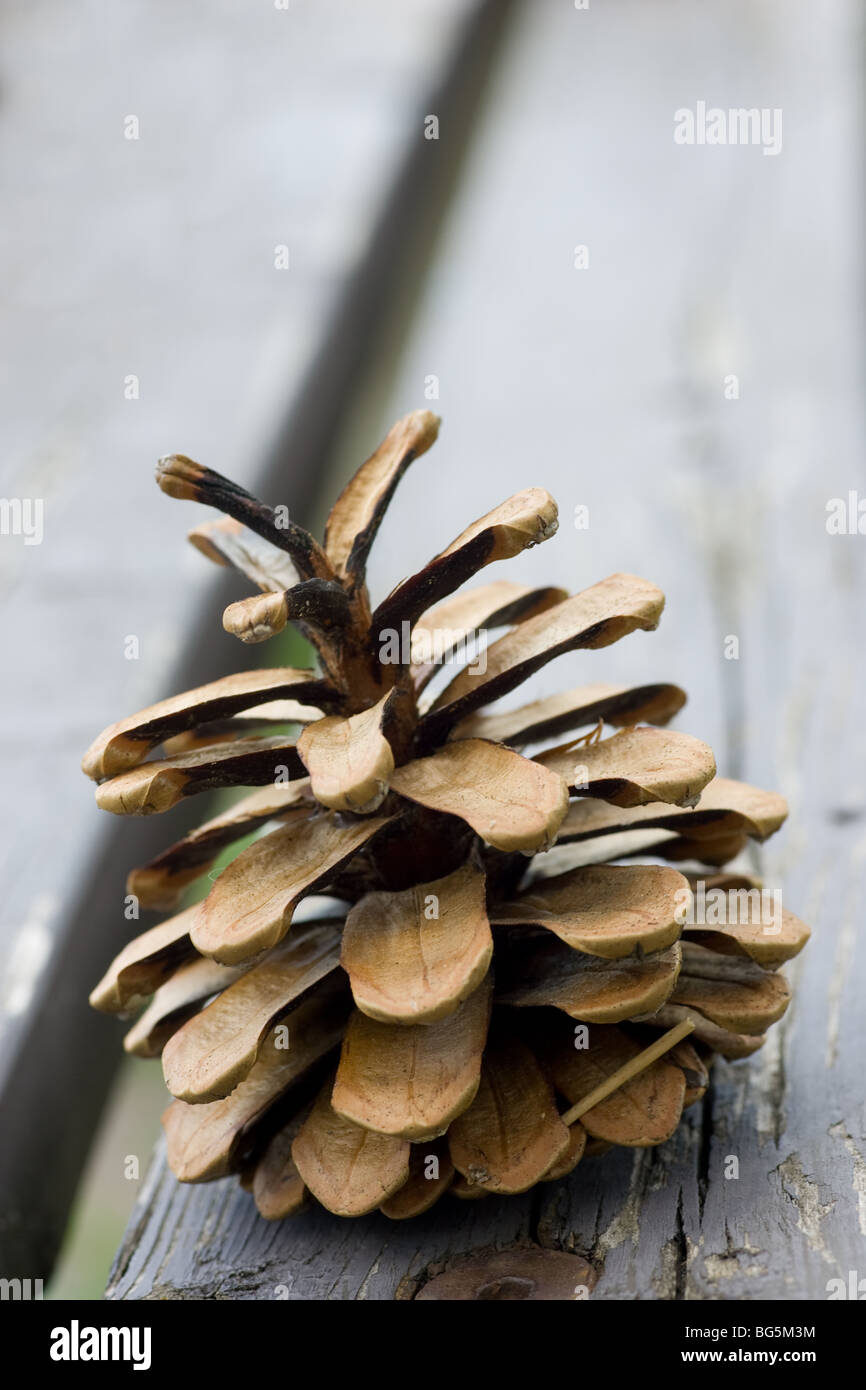 Metal pine cone hi-res stock photography and images - Alamy