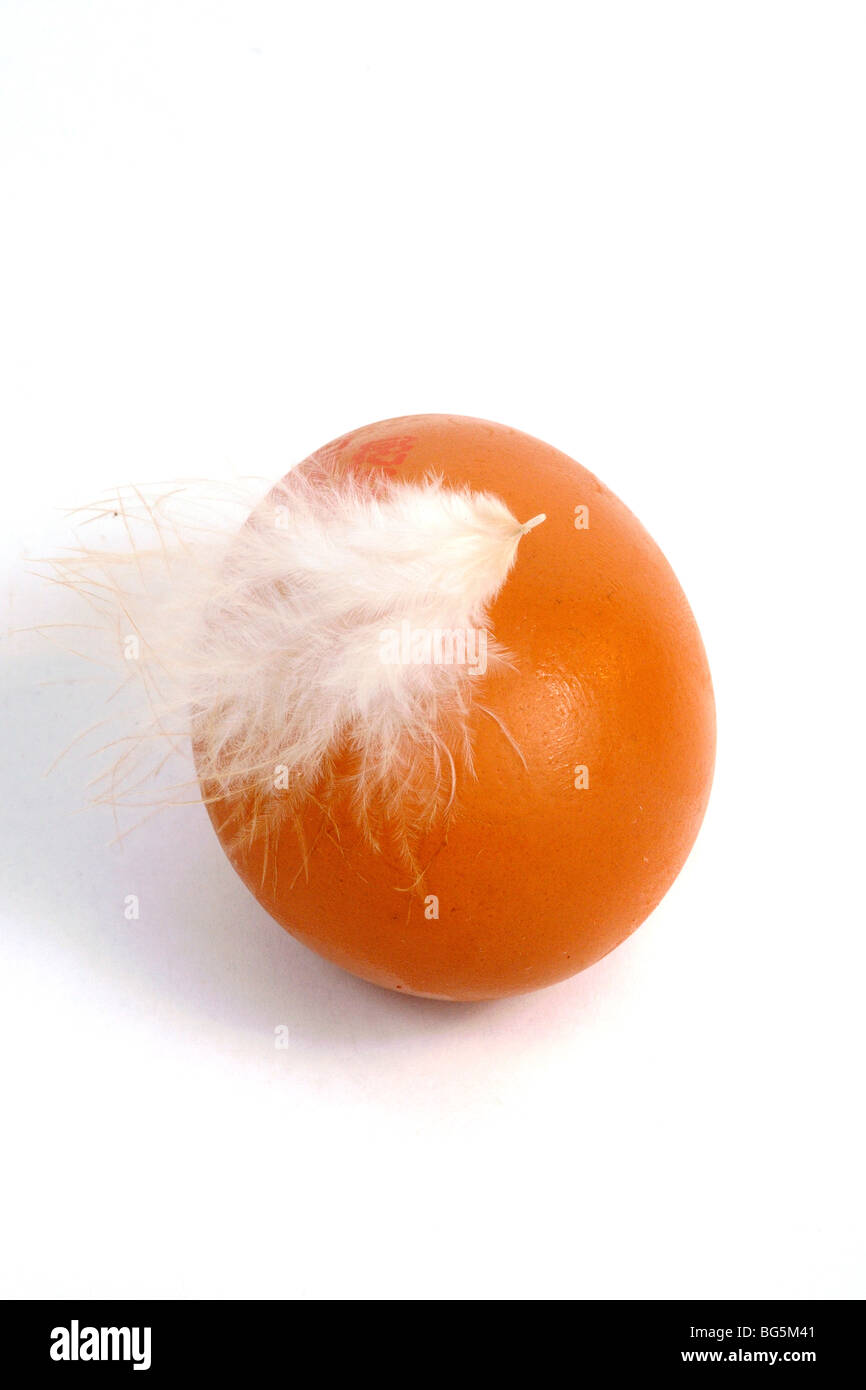 Free Range Organic Chicken S Egg Stock Photo Alamy