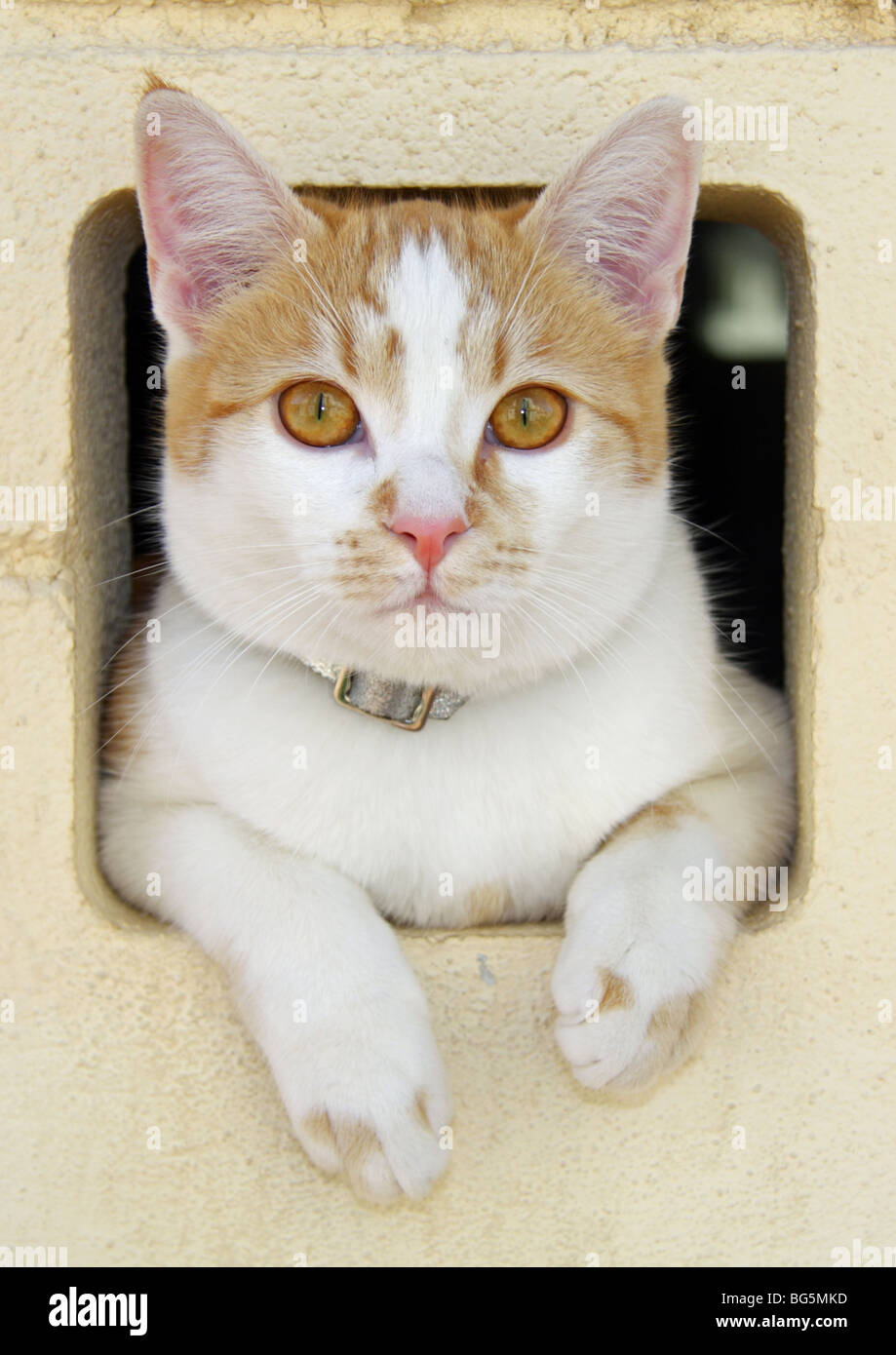 Cute ginger and white cat looking through a hole in a wall Stock Photo ...