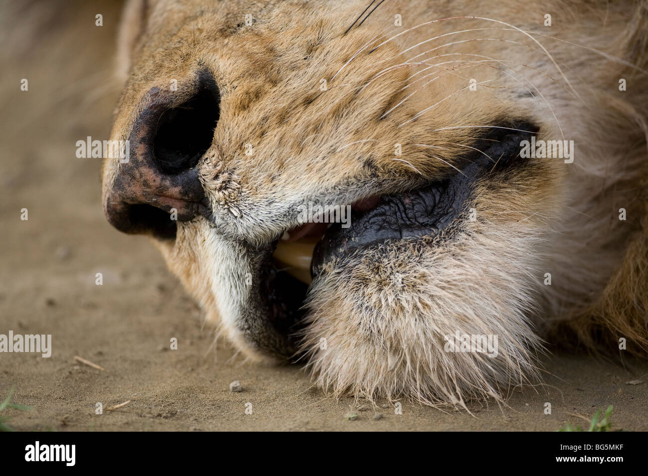 Lion nose hi-res stock photography and images - Alamy