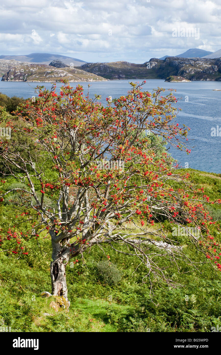 A rowan tree (Mountain Ash) growing beside Loch Laxford at Foindle ...