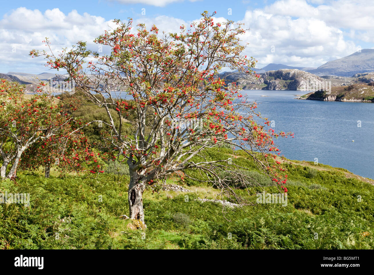 A rowan tree (Mountain Ash) growing beside Loch Laxford at Foindle ...