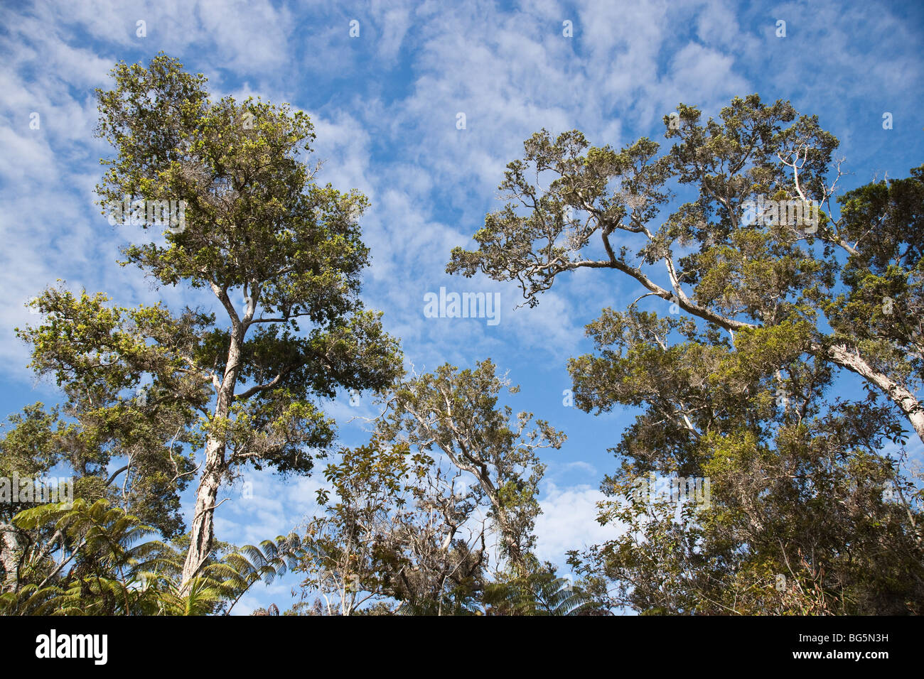 Ohia hi-res stock photography and images - Alamy