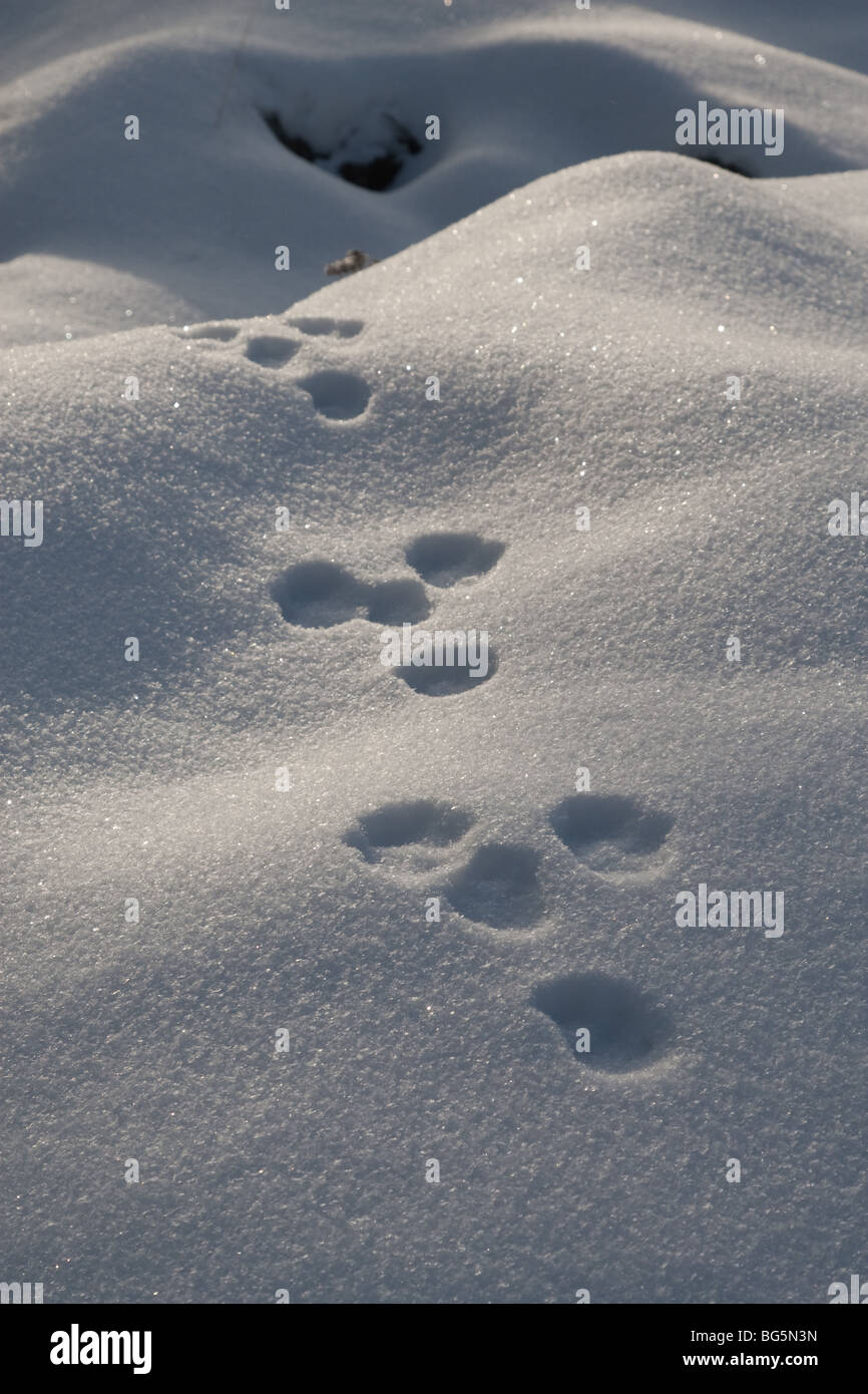 Rabbit track hi-res stock photography and images - Alamy