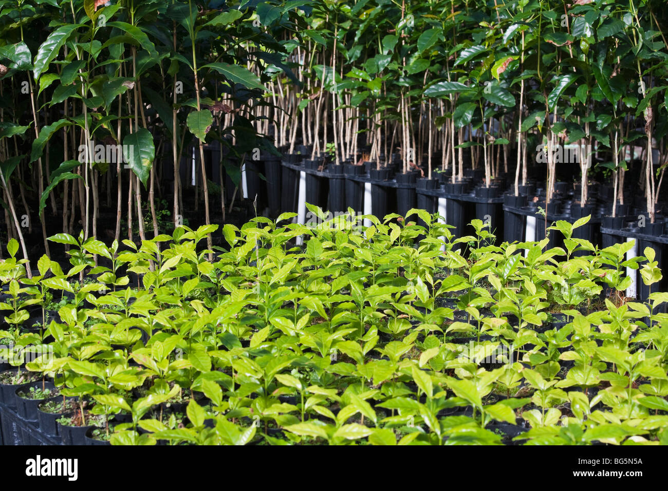 Coffee seedlings in nursery, Hawaii Stock Photo - Alamy