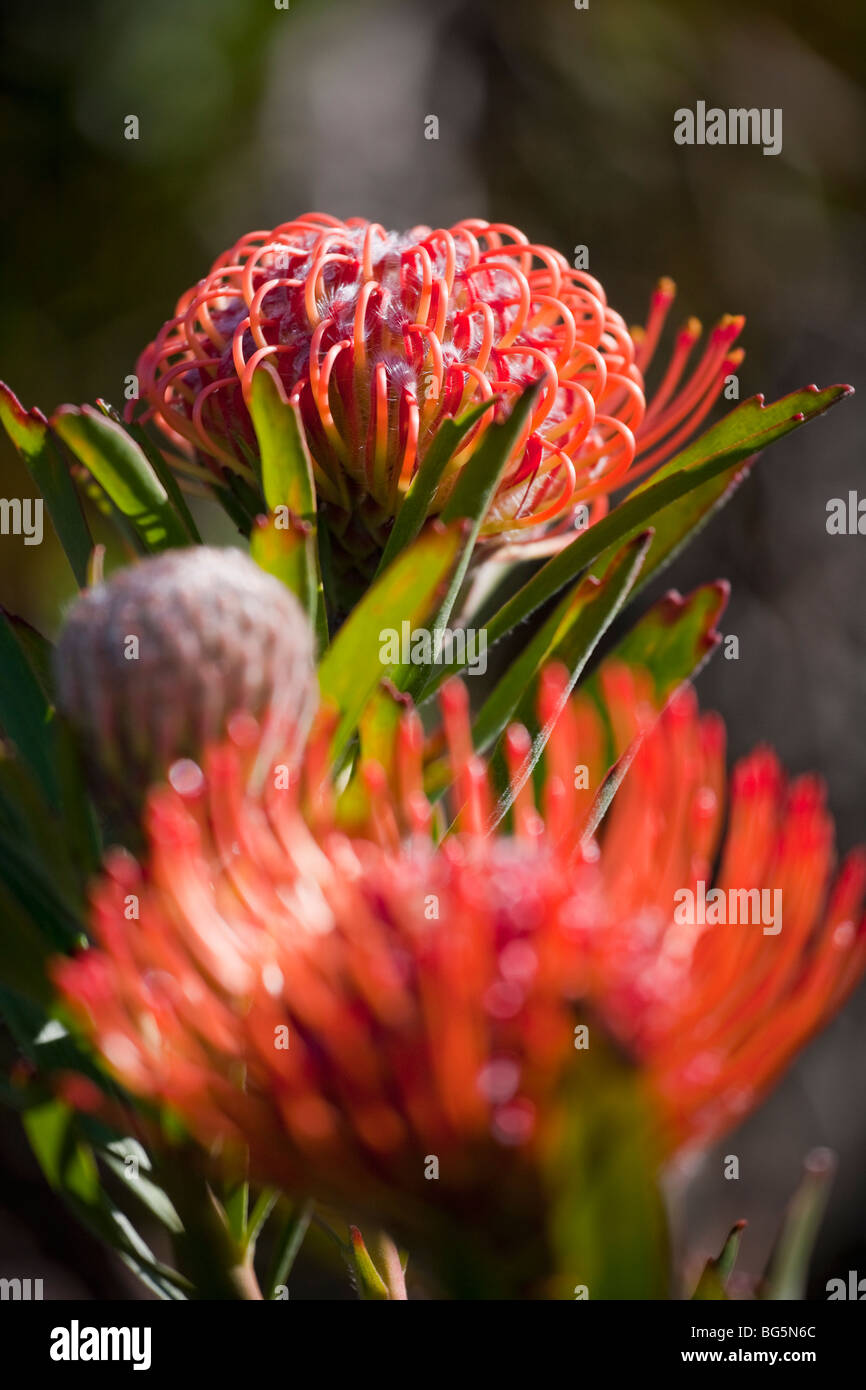 Protea farm hi-res stock photography and images - Alamy