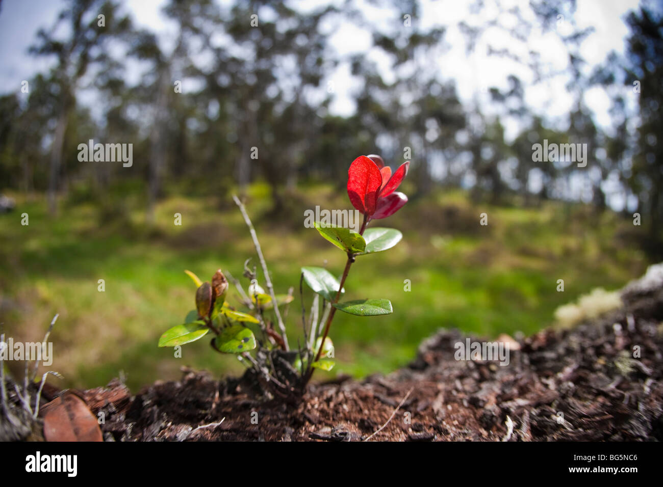 Ohia lehua tree hi-res stock photography and images - Alamy