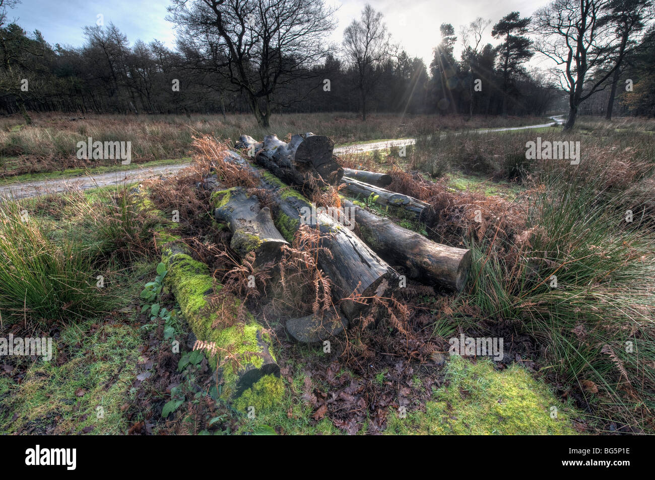 Rotting logs hi-res stock photography and images - Alamy
