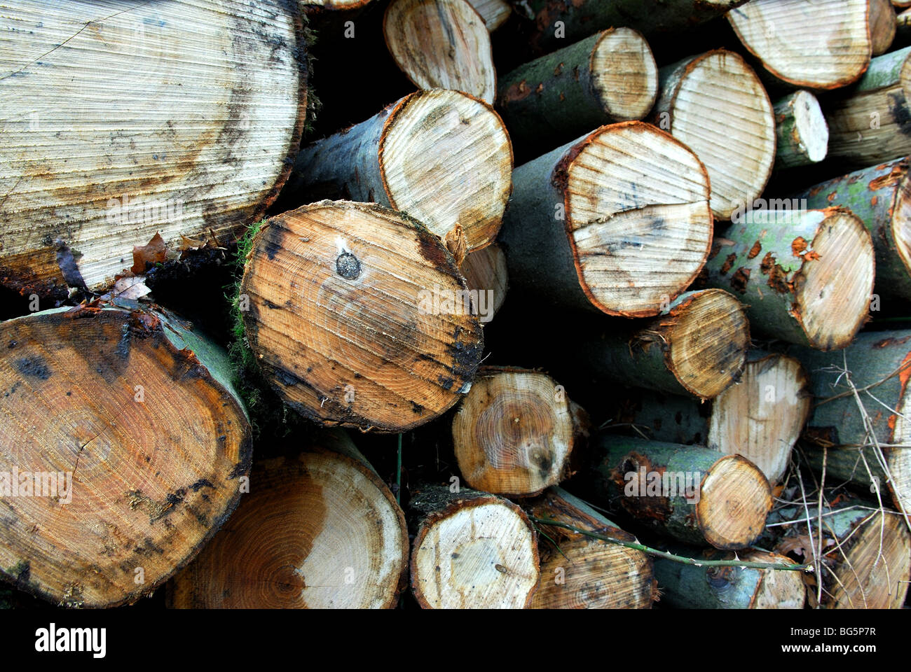 Cut stacked timber in hi-res stock photography and images - Alamy